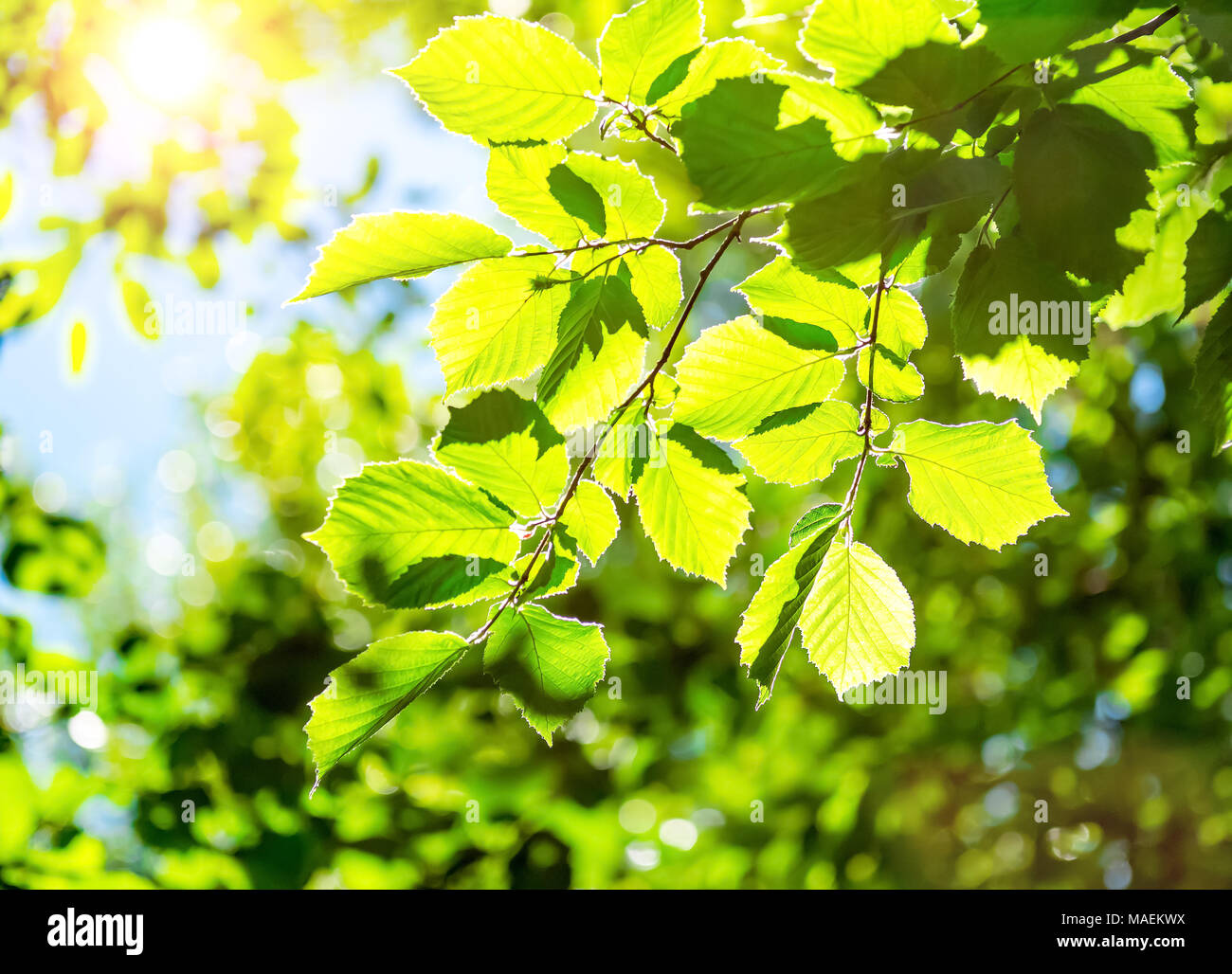 Spring nature background with green trees foliage Stock Photo - Alamy