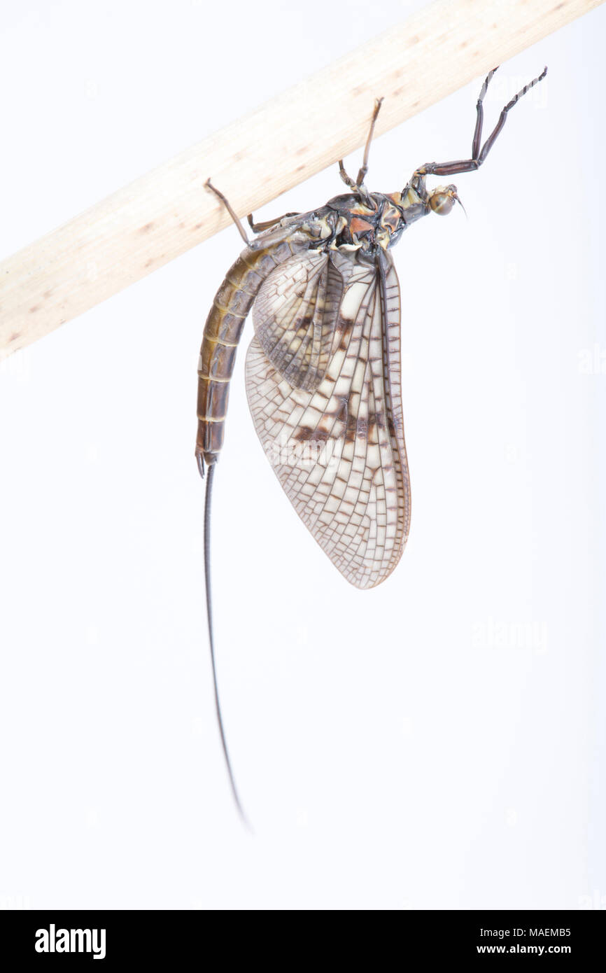 White mayflies hi-res stock photography and images - Alamy