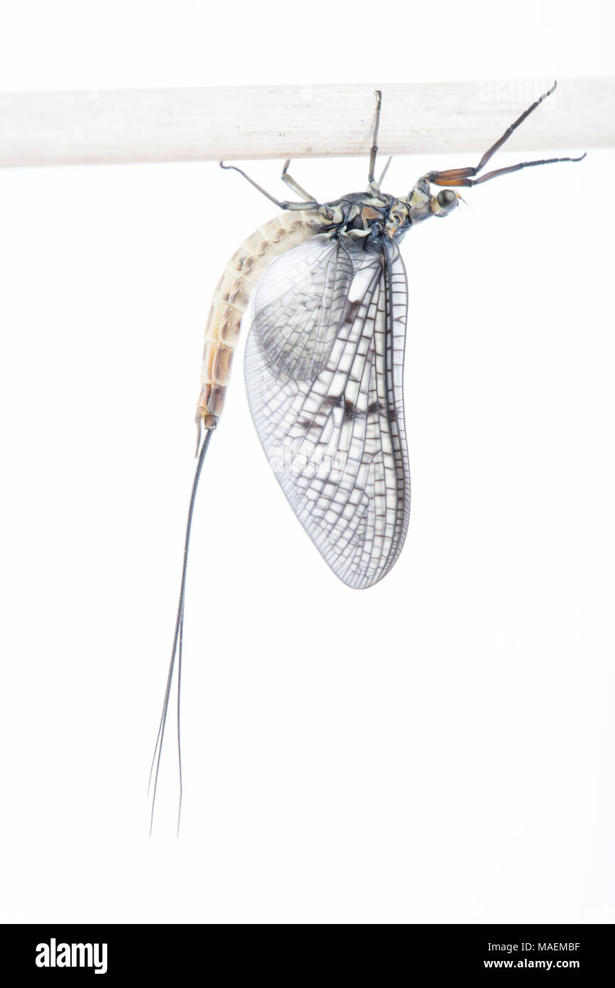 White mayflies hi-res stock photography and images - Alamy