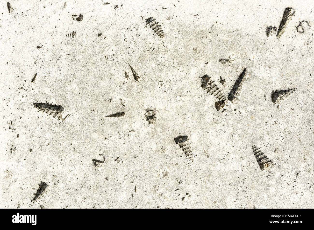 Fossil imprint of conical sea shells in limestone rock used to build ...