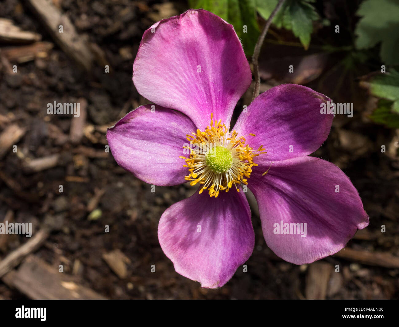 Japanese Anemone Flower High Resolution Stock Photography and Images ...