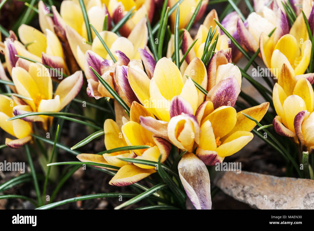 Cocus advance hi-res stock photography and images - Alamy