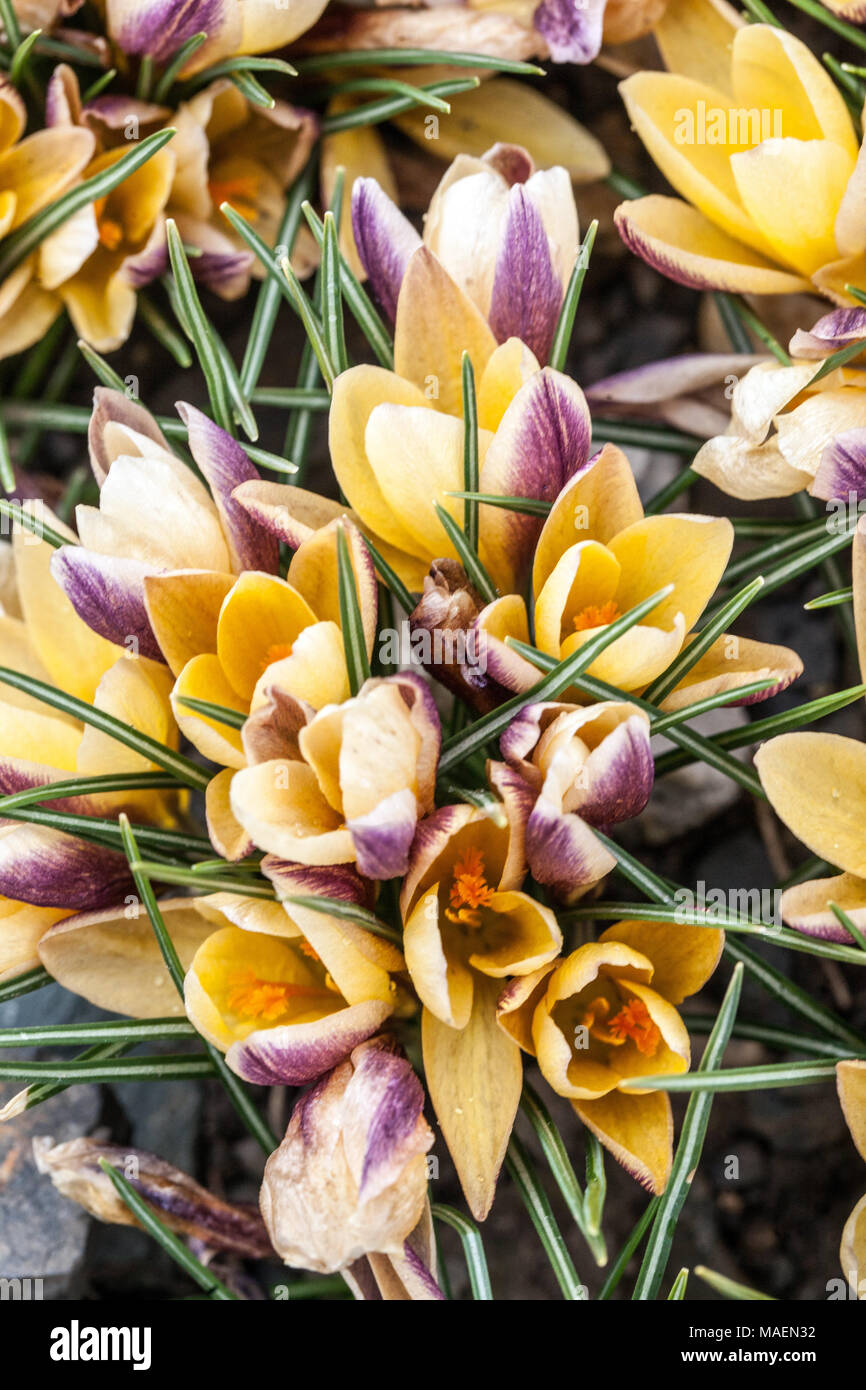 Crocus chrysanthus " Advance Stock Photo - Alamy