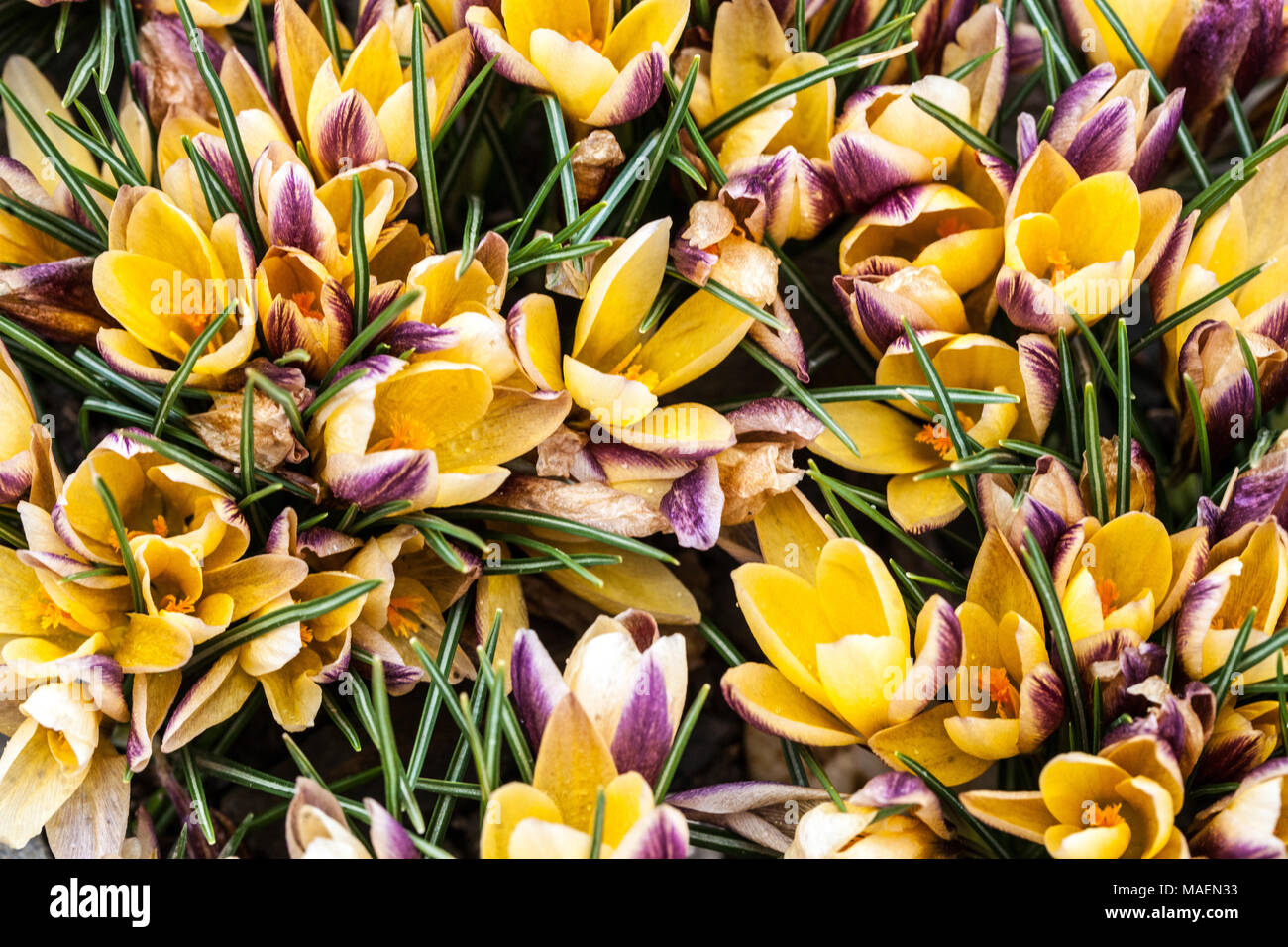 Advance close hi-res stock photography and images - Alamy