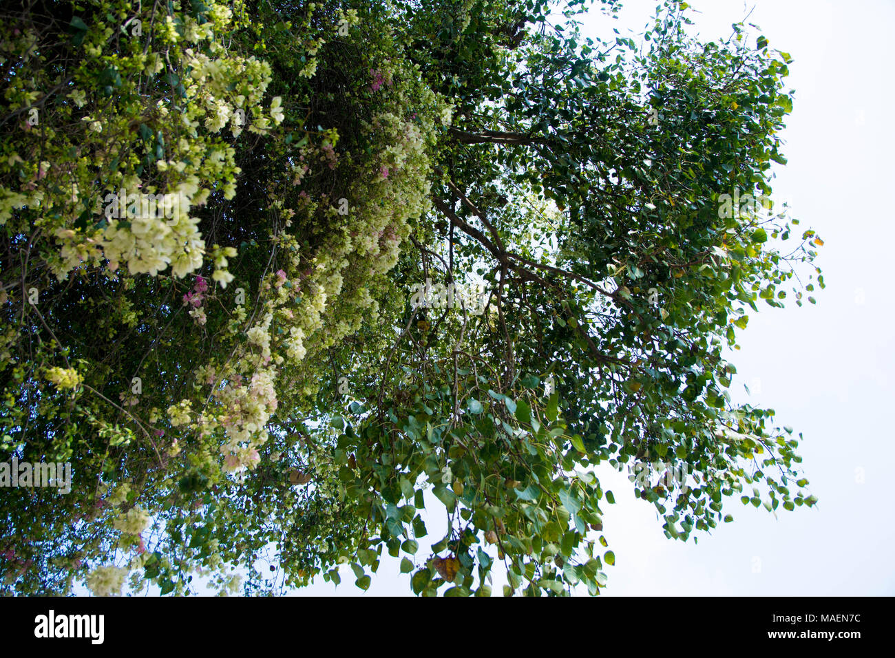 Tree flower leaf hi-res stock photography and images - Alamy
