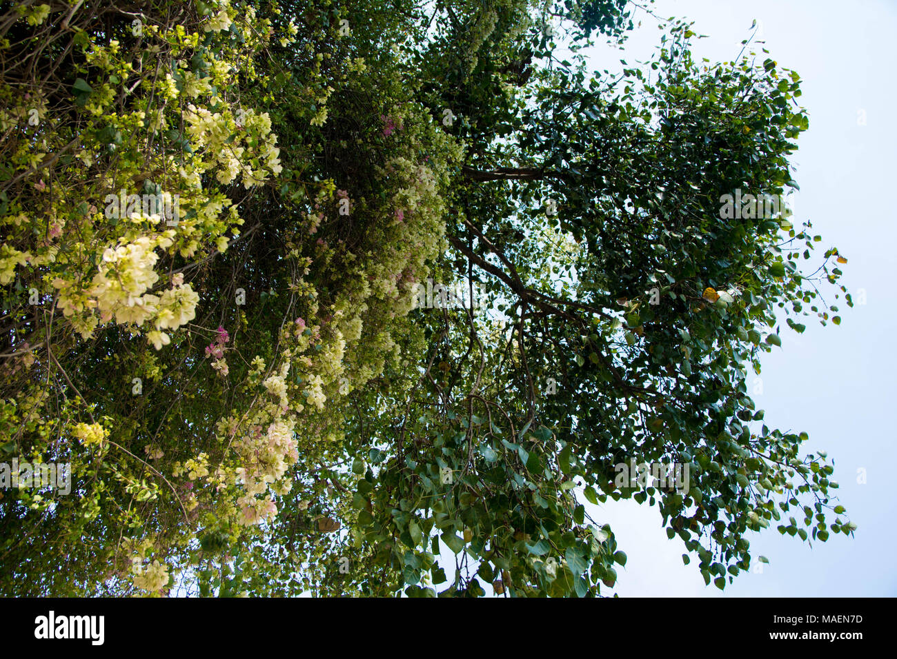 White flower tree Stock Photo - Alamy