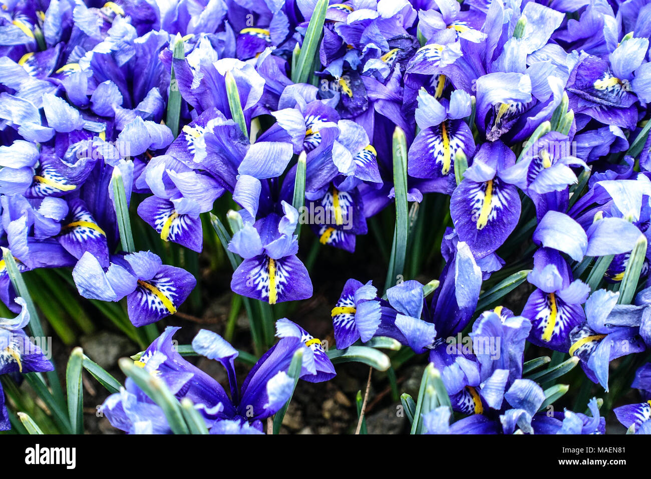 Blue Iris reticulata " Joyce ", Spring Dwarf irises garden Stock Photo ...