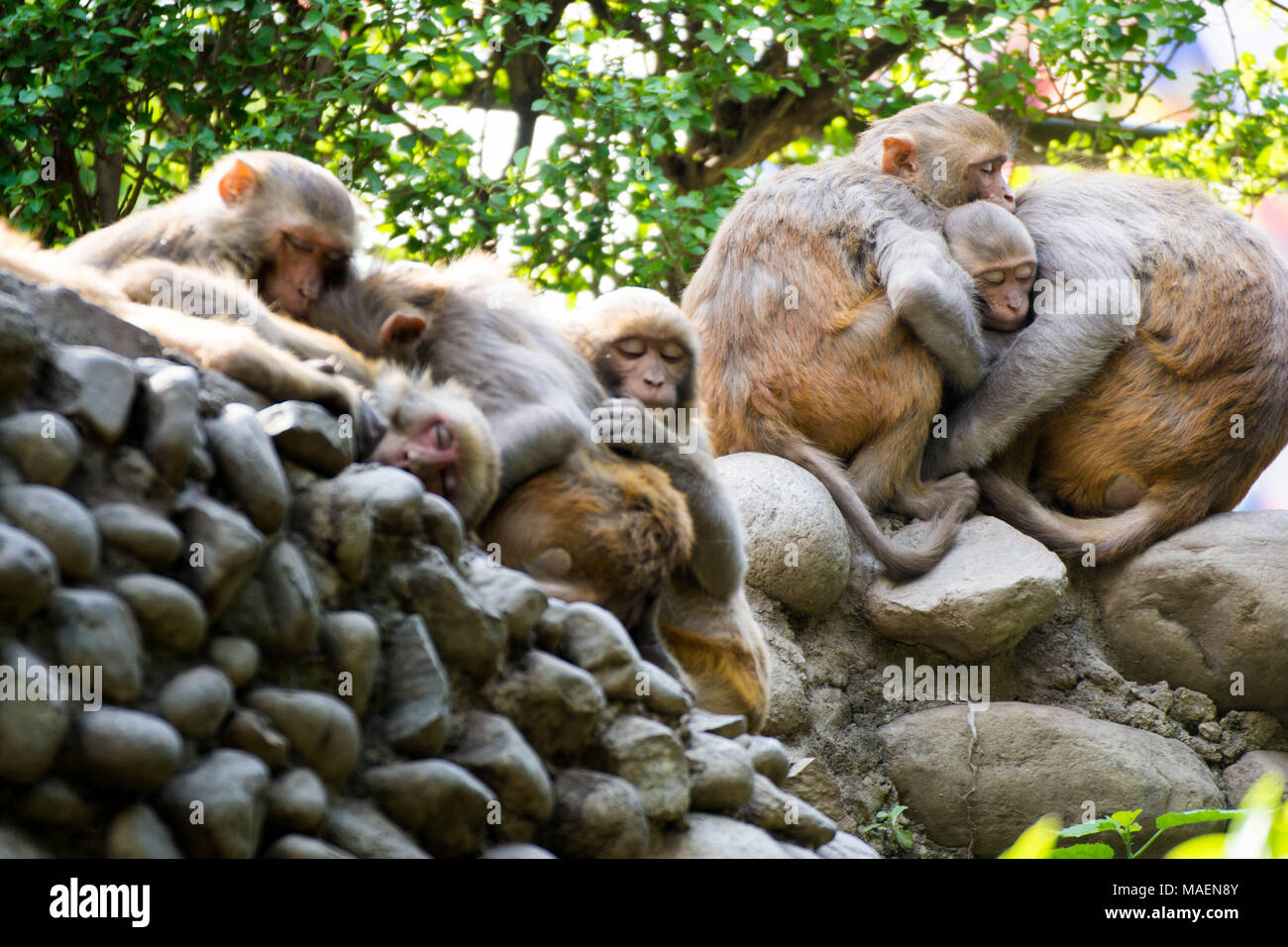Monkey sleeping hi-res stock photography and images - Alamy