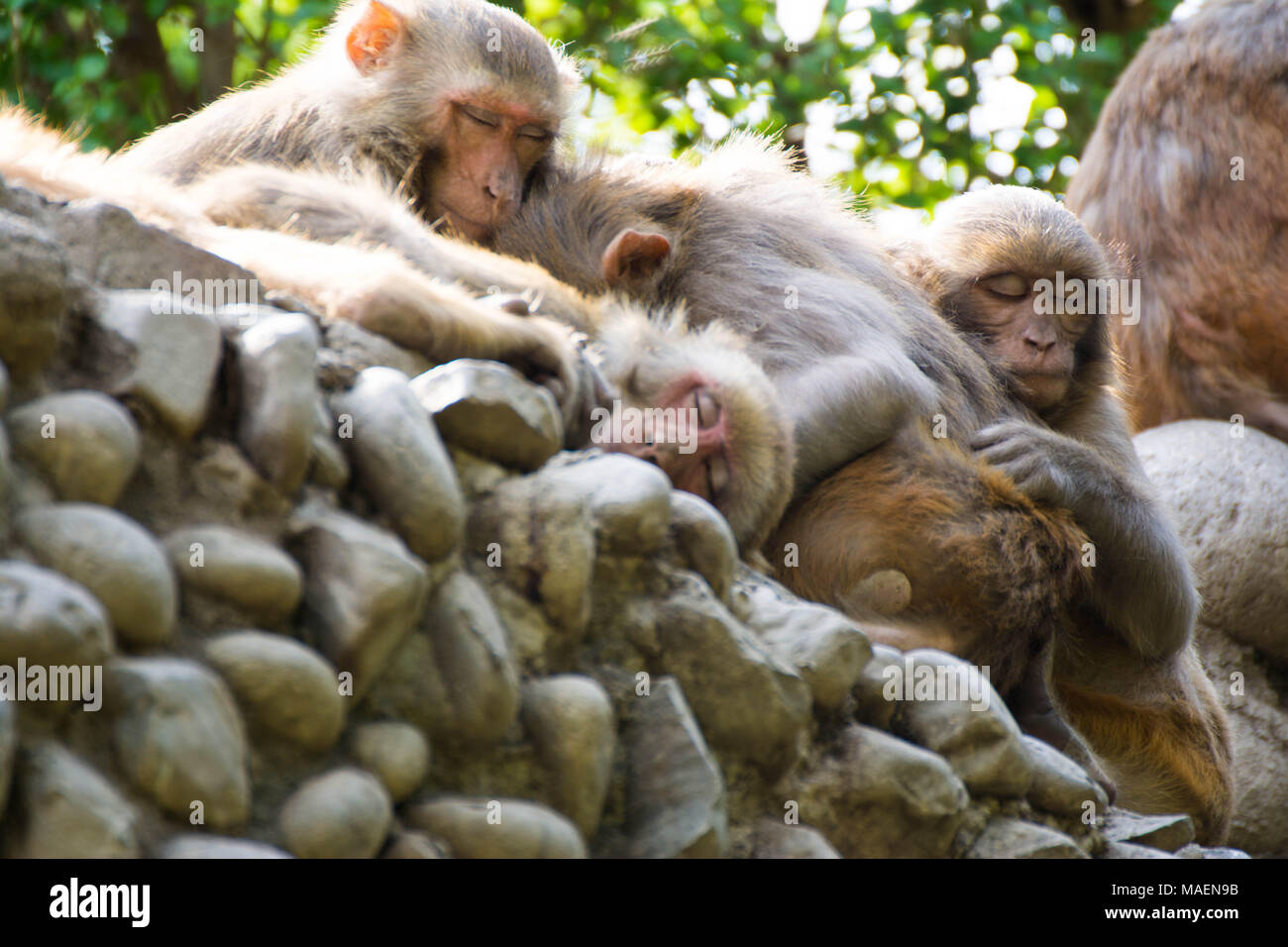 Sleeping monkeys hi-res stock photography and images - Alamy