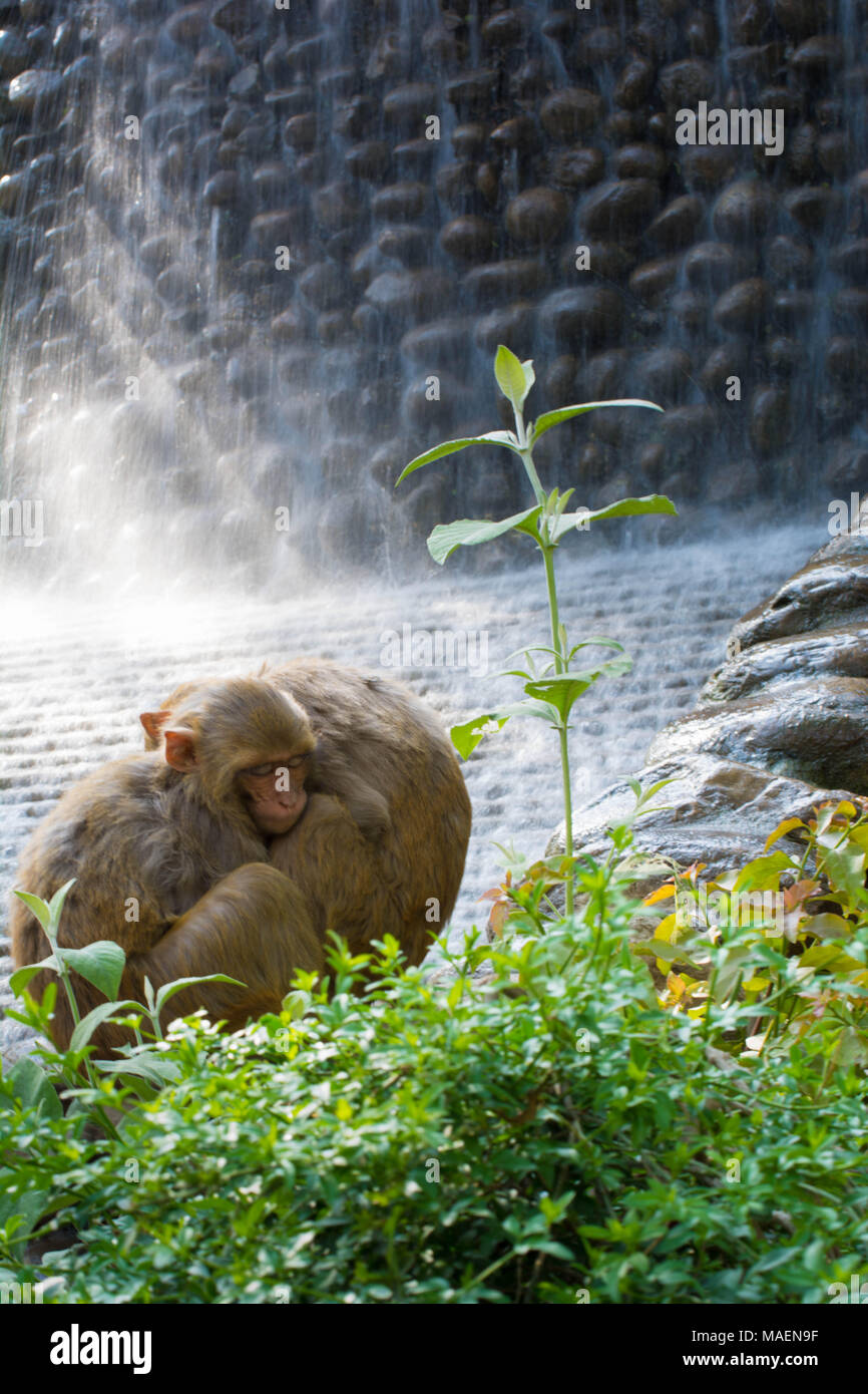 Protect monkey hi-res stock photography and images - Alamy