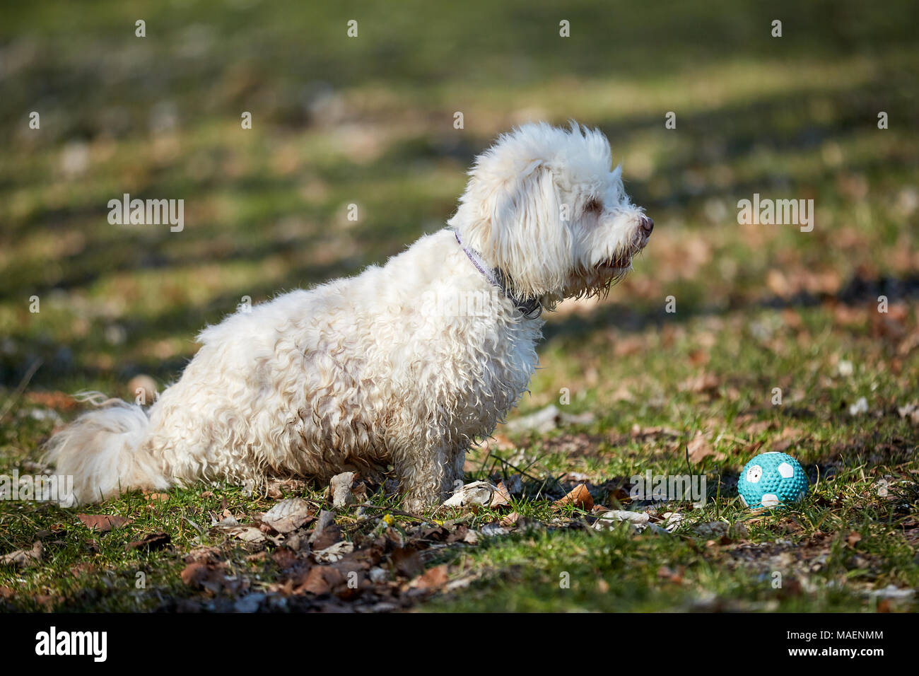 White havanese dog playing in the meadows grass field park garden Stock ...