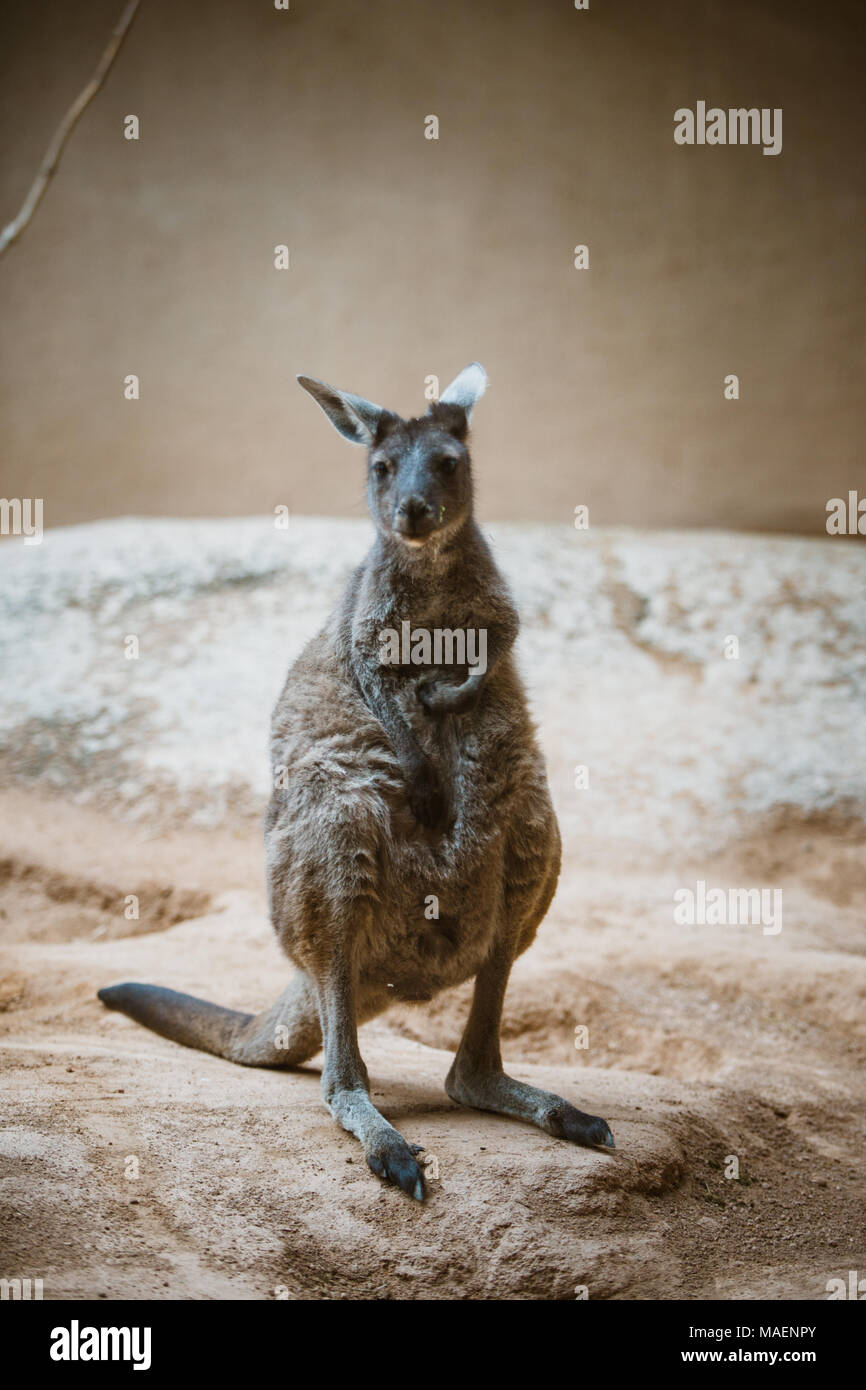 A funny adult kangaroo animal of gray color stands on its hind legs and ...