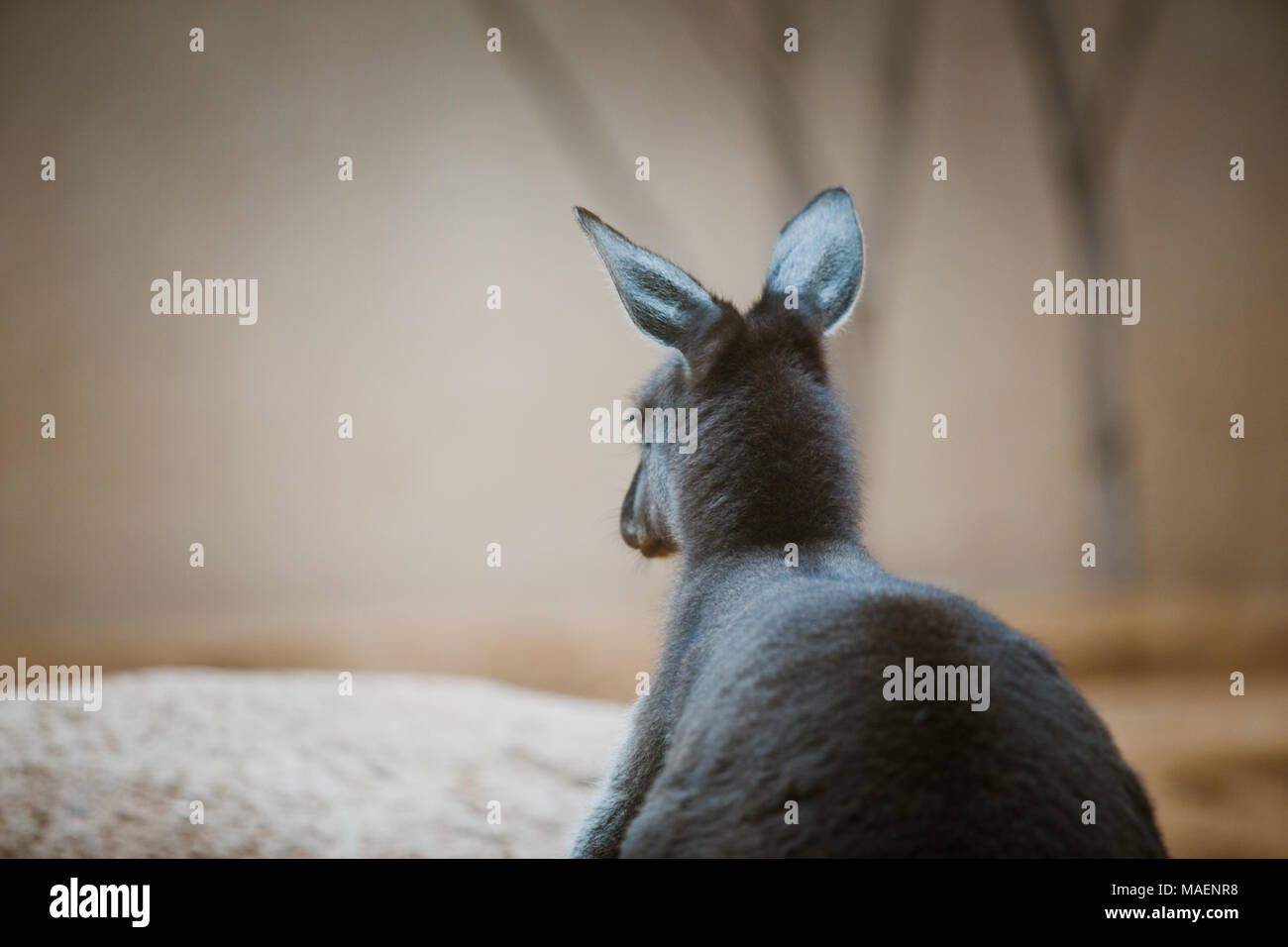 Funny adult kangaroo animal of gray color close-up, portrait head back ...