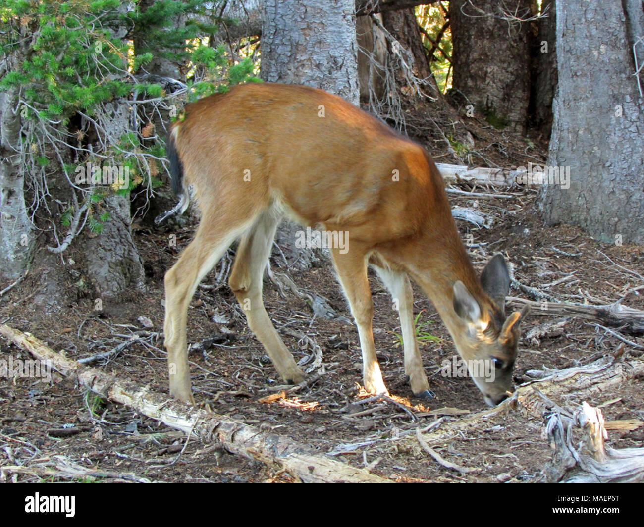 Deer at Hurricane Ridge at Olympic NP in WA Stock Photo - Alamy