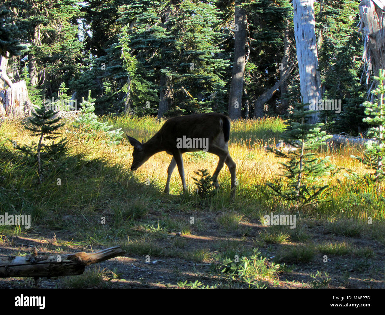 Deer at Hurricane Ridge at Olympic NP in WA Stock Photo - Alamy