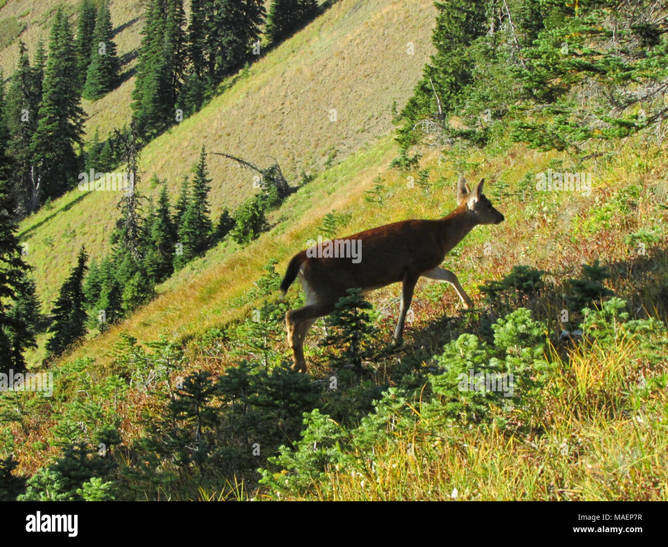 Deer at Hurricane Ridge at Olympic NP in WA Stock Photo - Alamy
