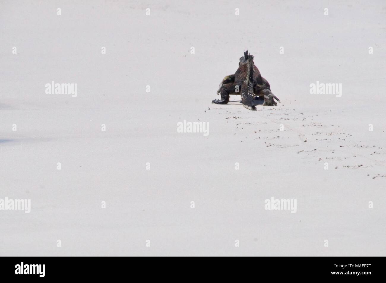 Iguana Tracks High Resolution Stock Photography and Images - Alamy