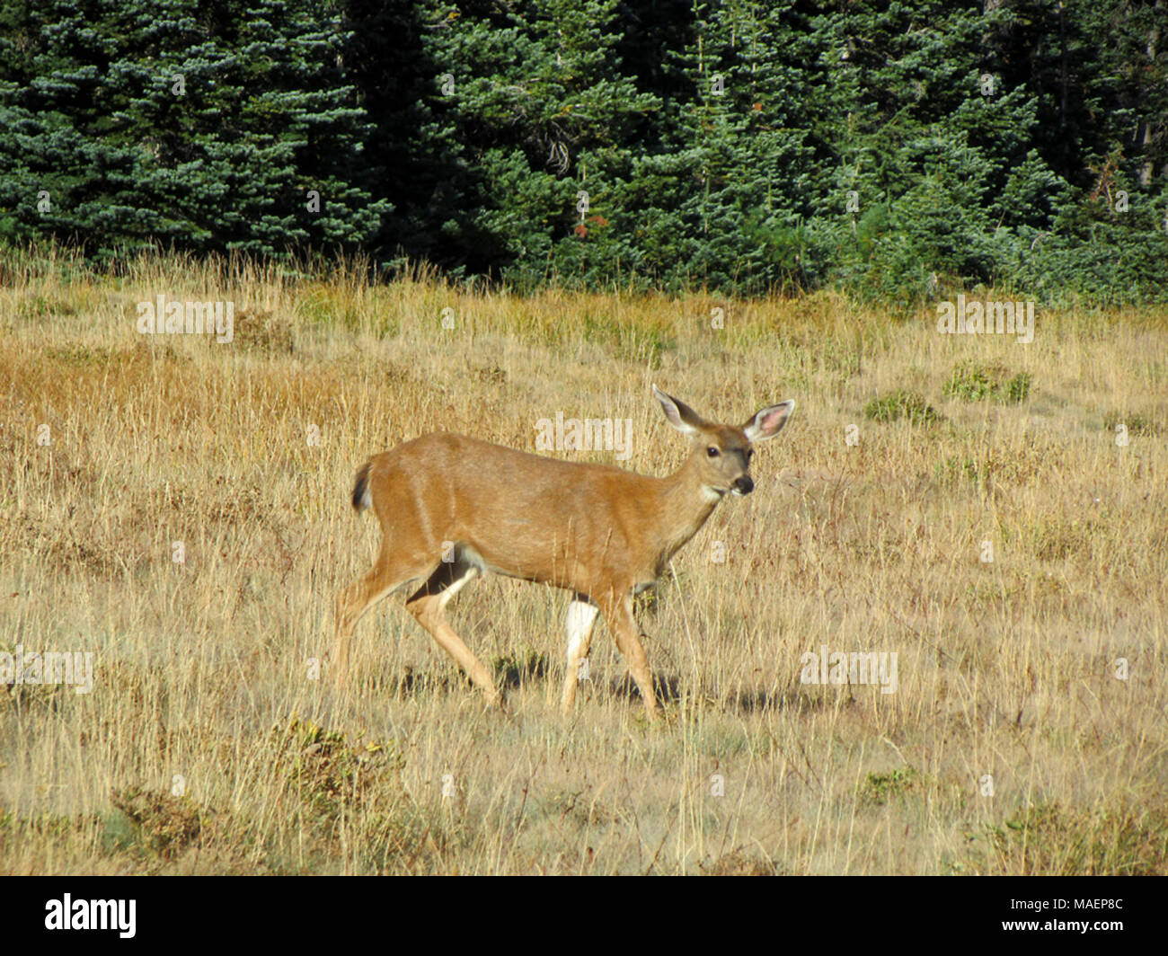 Deer at Hurricane Ridge at Olympic NP in WA Stock Photo - Alamy