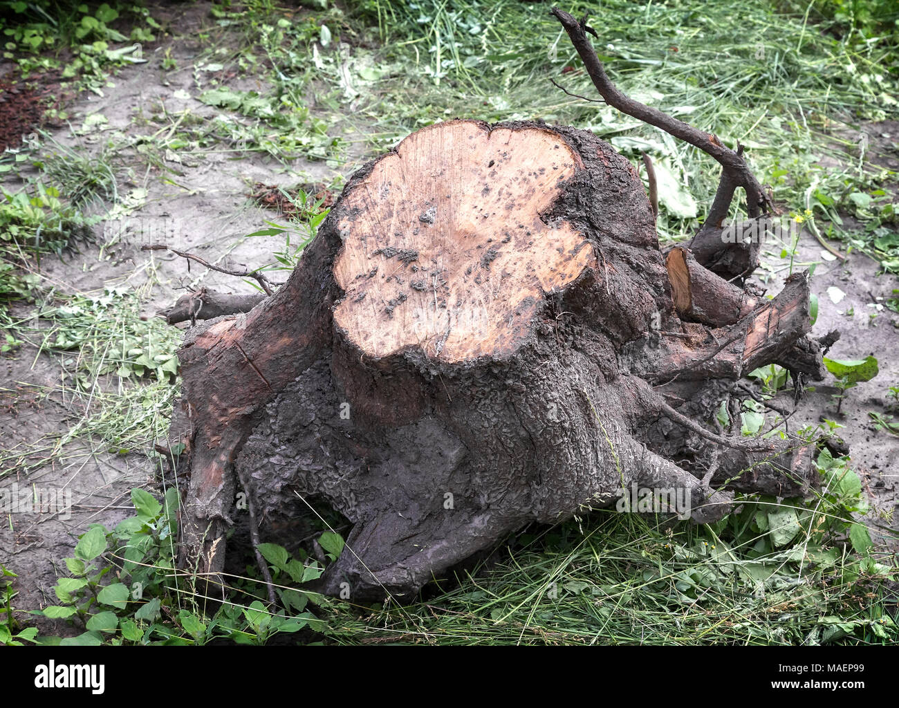 Uprooted one hi-res stock photography and images - Alamy