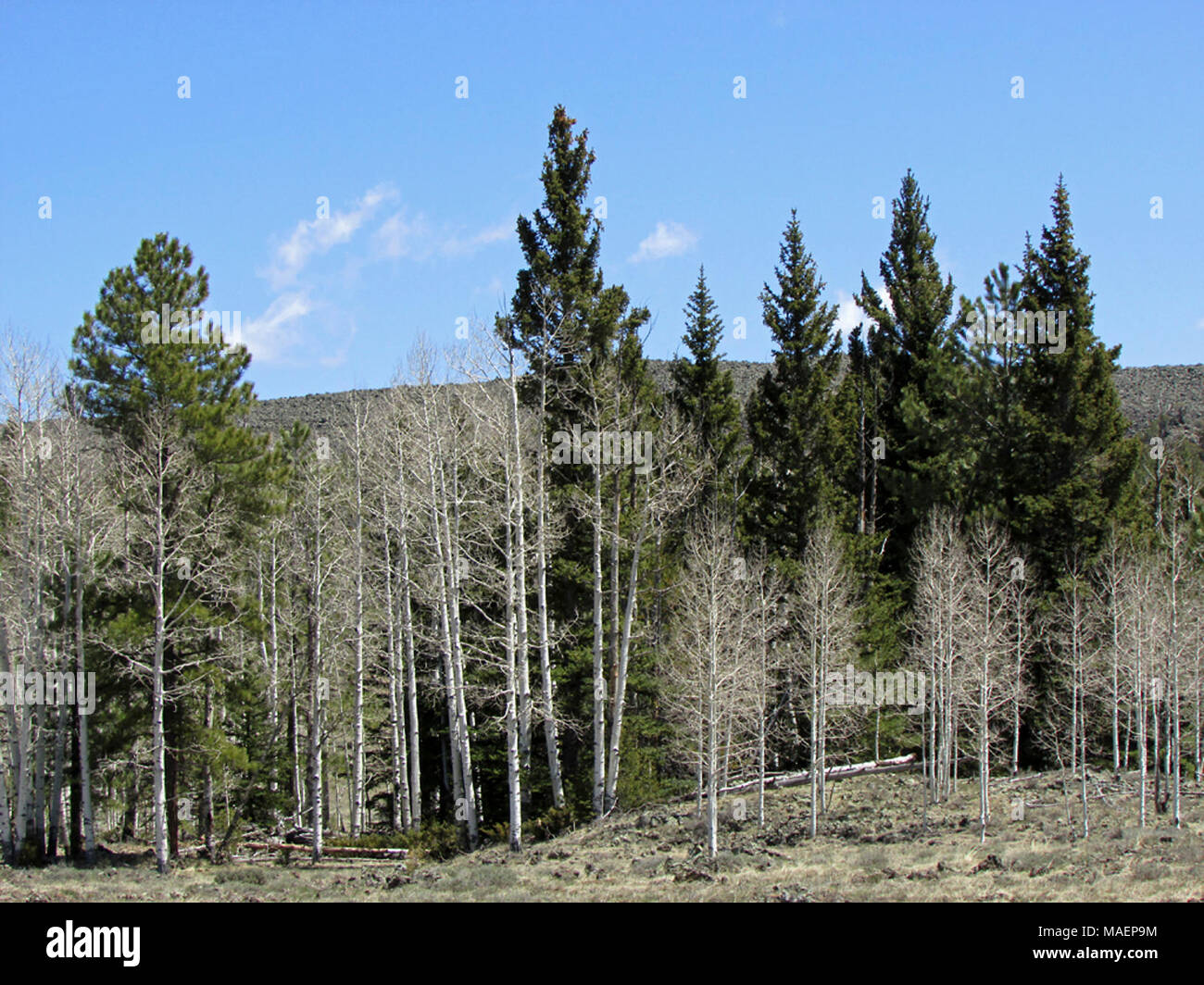 Dixie NF in UT Stock Photo - Alamy