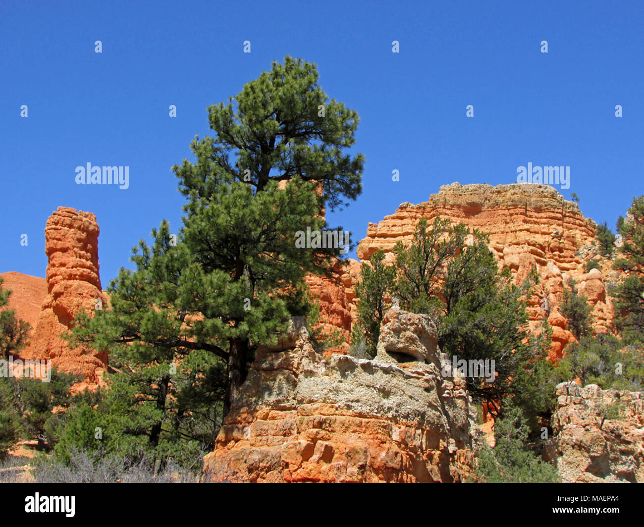 Dixie NF in UT Stock Photo - Alamy