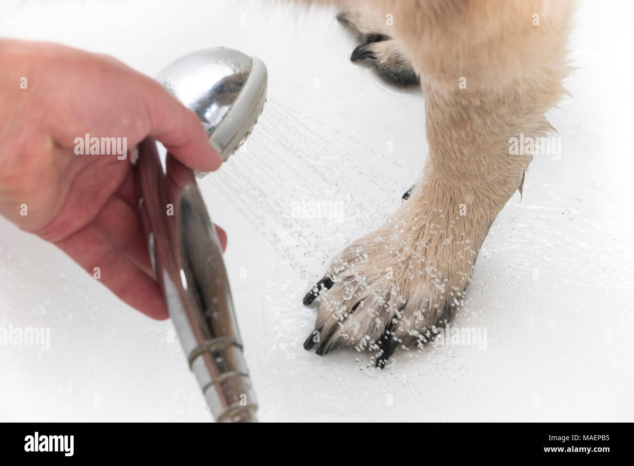 Man washing dog legs with shower while it standing in a bath Stock ...