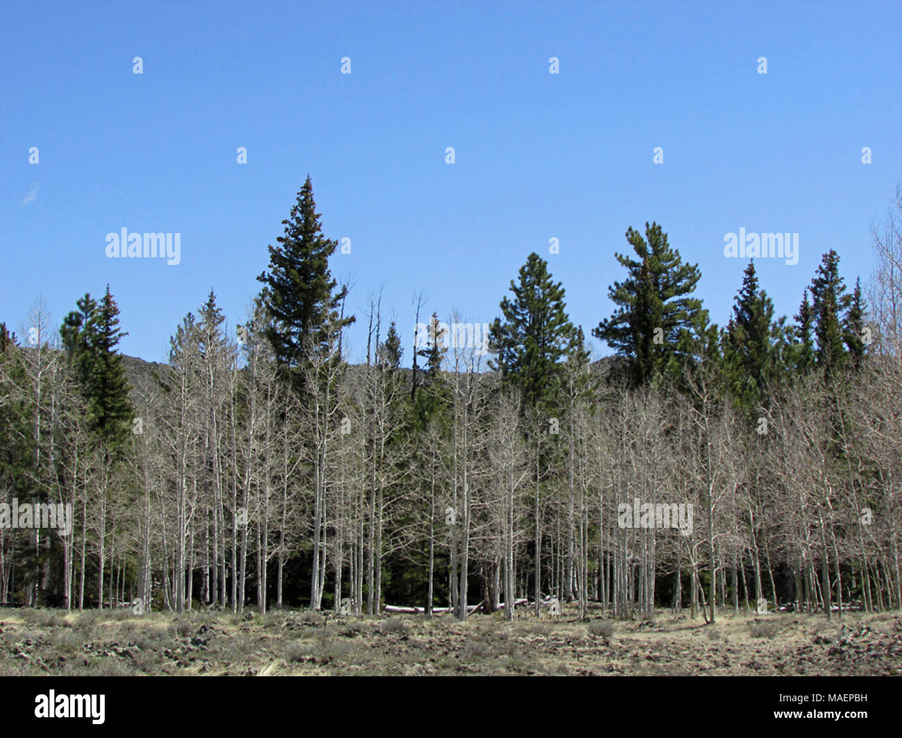 Dixie NF in UT Stock Photo - Alamy