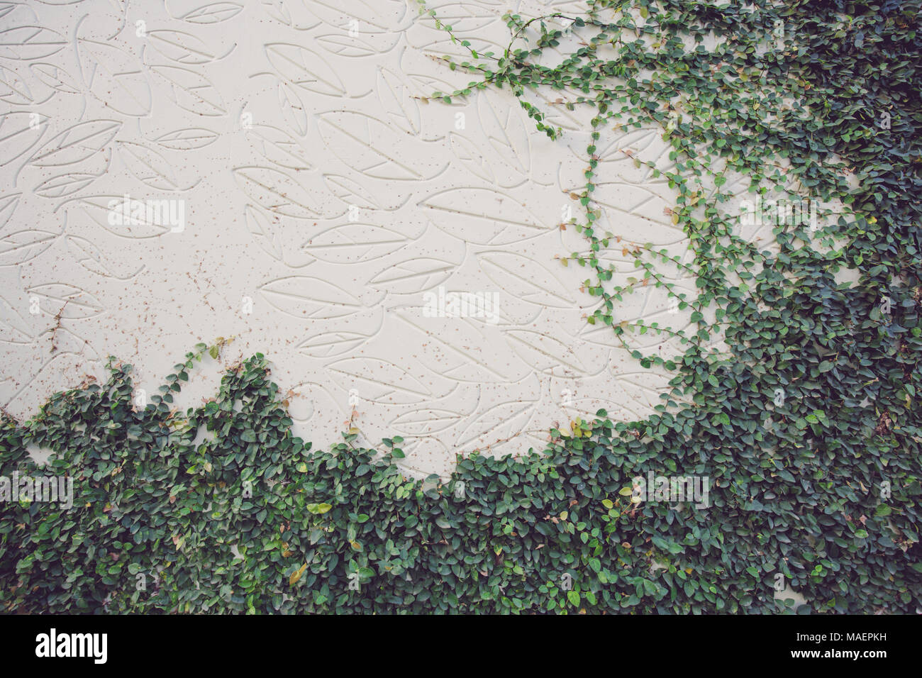 Green tree wall for closeup textured background pattern Stock Photo - Alamy
