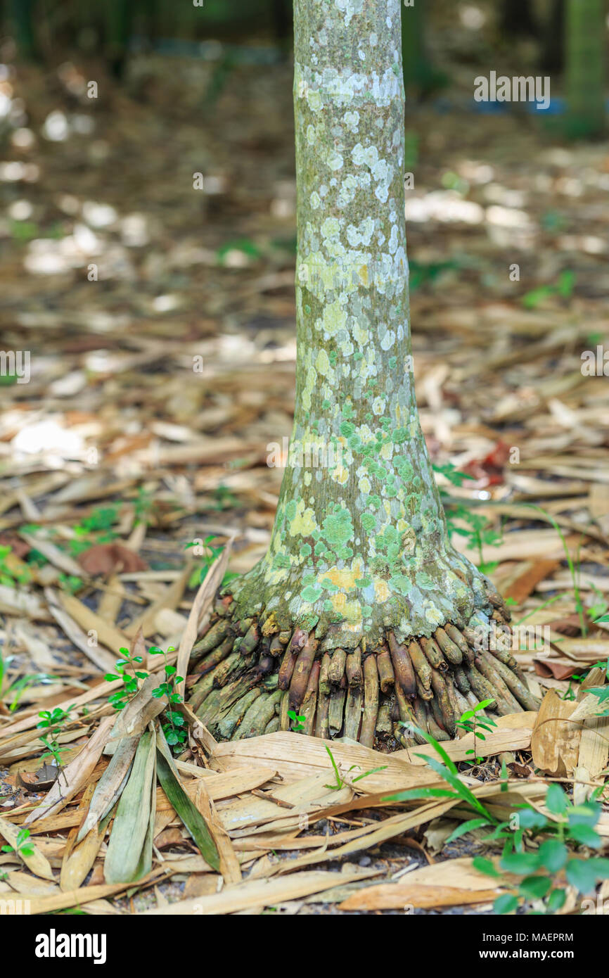 Stems and roots of betel palm Stock Photo - Alamy