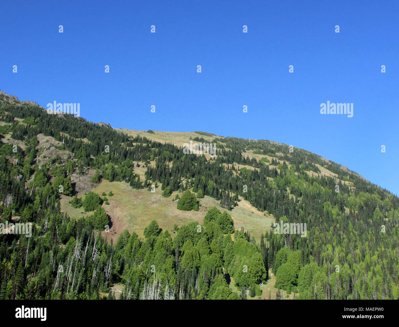 Hurricane Ridge at Olympic NP in WA Stock Photo - Alamy
