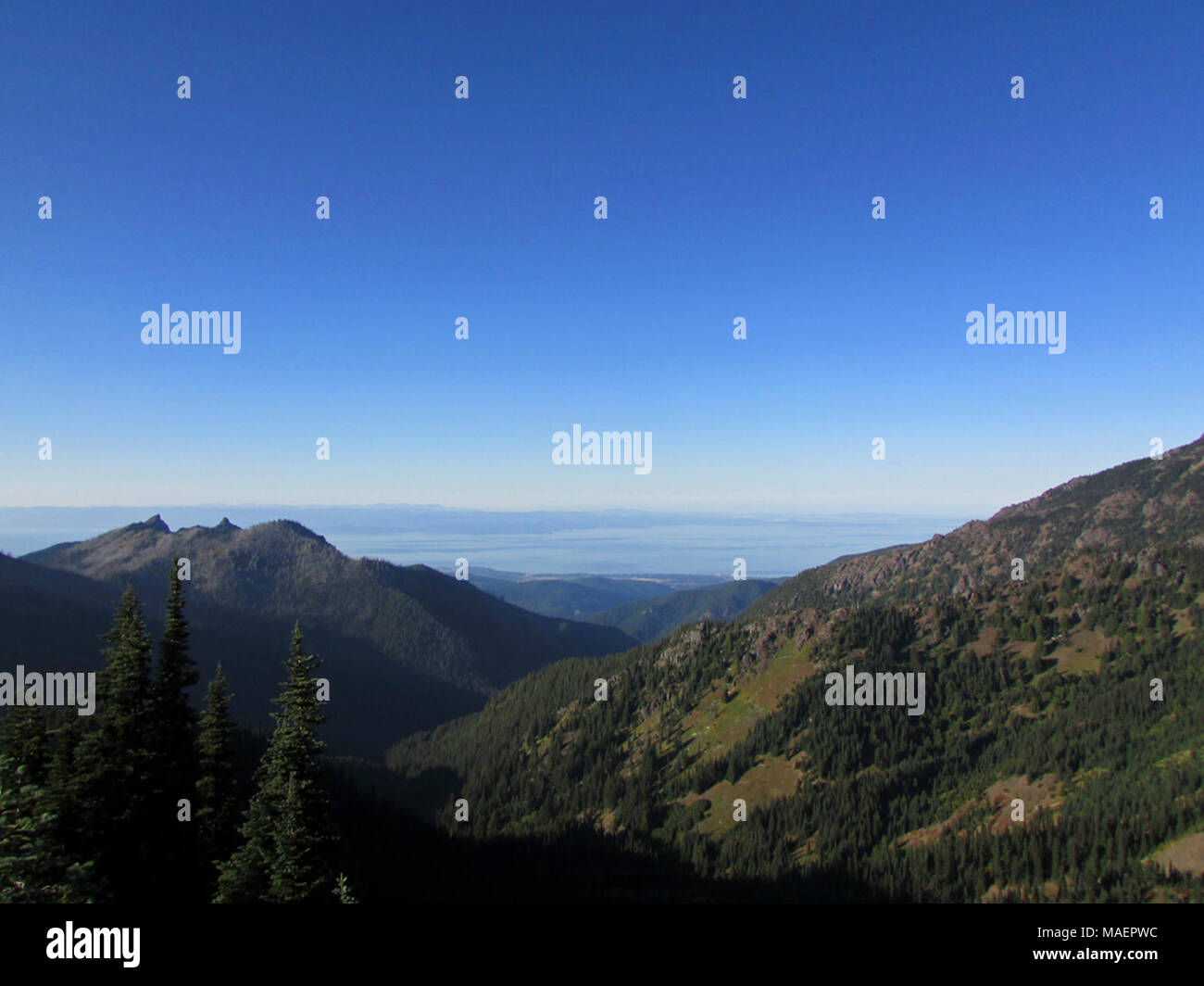 Hurricane Ridge at Olympic NP in WA Stock Photo - Alamy