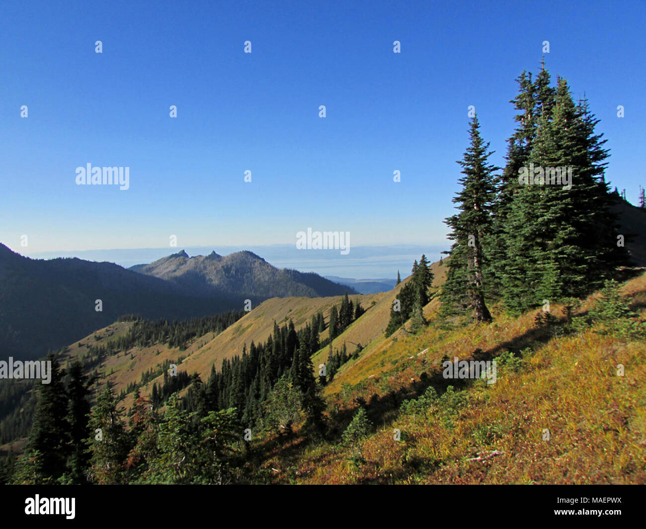 Hurricane Ridge at Olympic NP in WA Stock Photo - Alamy