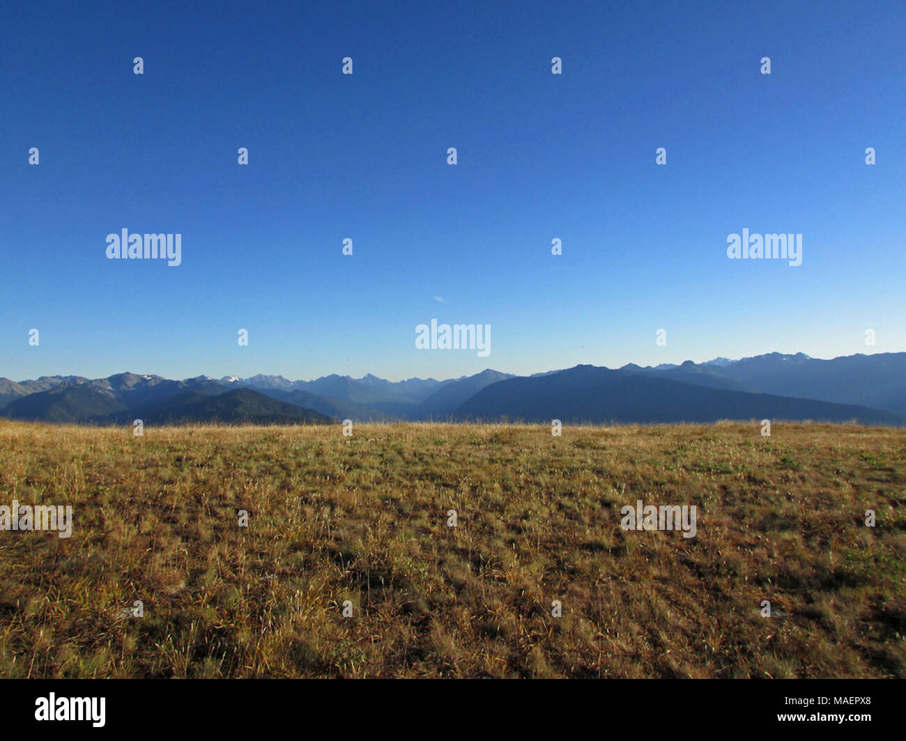 Hurricane Ridge at Olympic NP in WA Stock Photo - Alamy