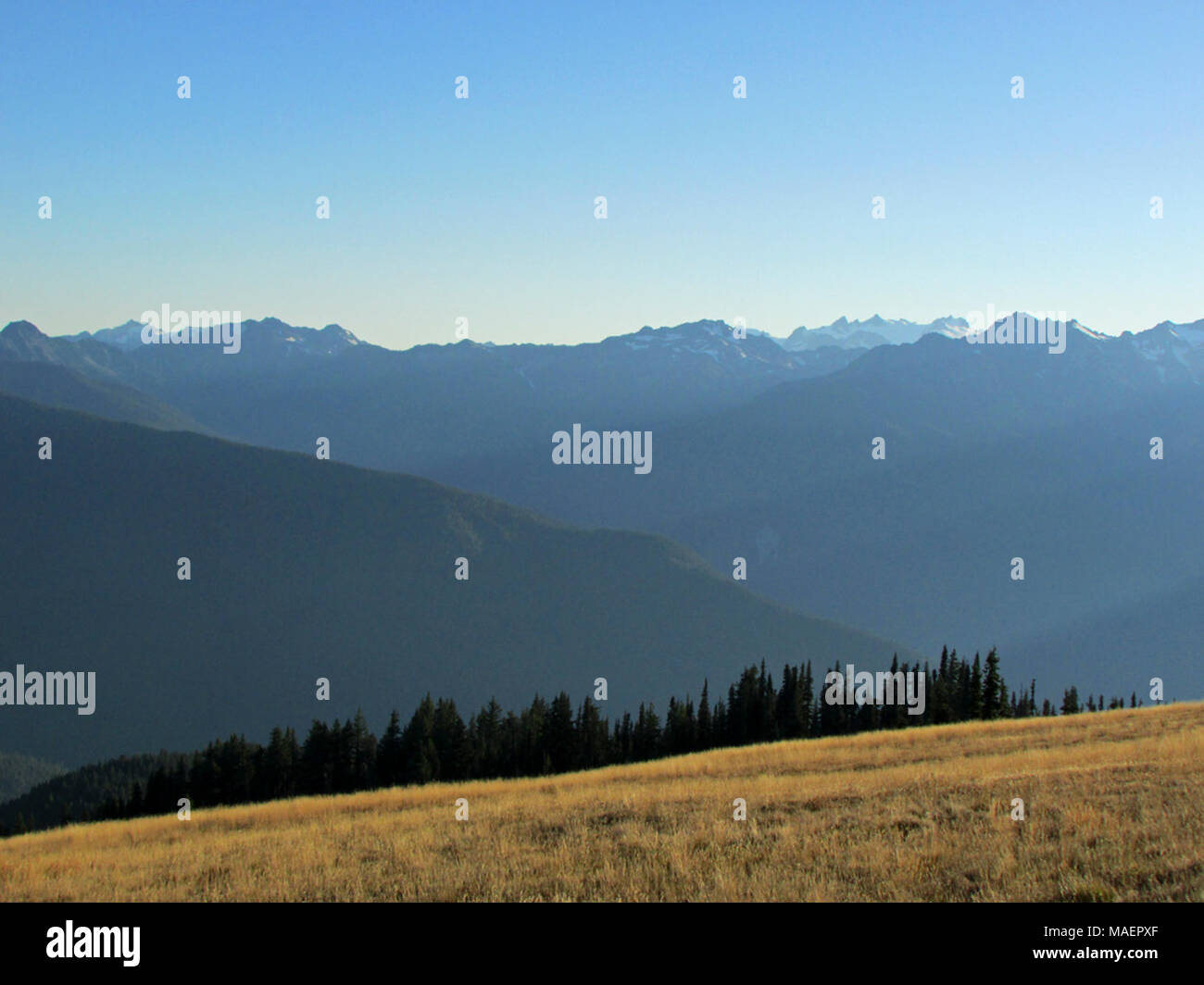 Hurricane Ridge at Olympic NP in WA Stock Photo - Alamy