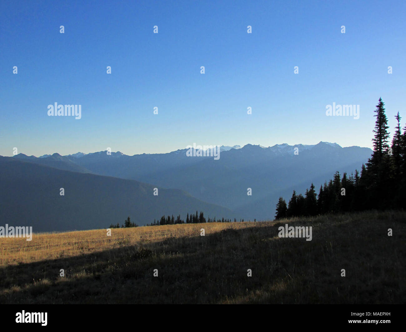 Hurricane Ridge at Olympic NP in WA Stock Photo - Alamy