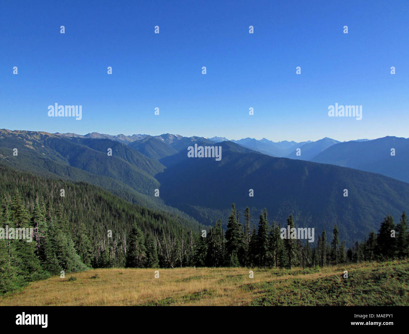 Hurricane Ridge at Olympic NP in WA Stock Photo - Alamy