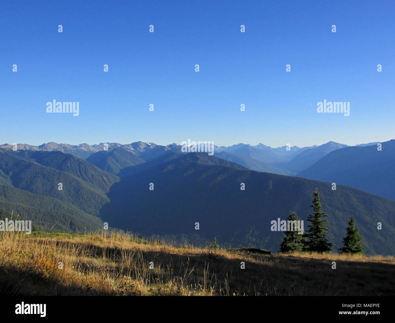 Hurricane Ridge at Olympic NP in WA Stock Photo - Alamy