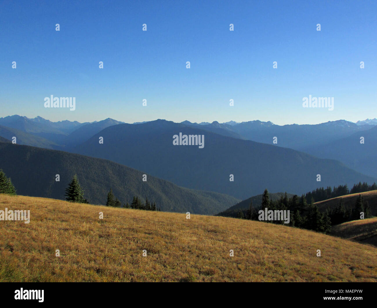 Hurricane Ridge at Olympic NP in WA Stock Photo - Alamy
