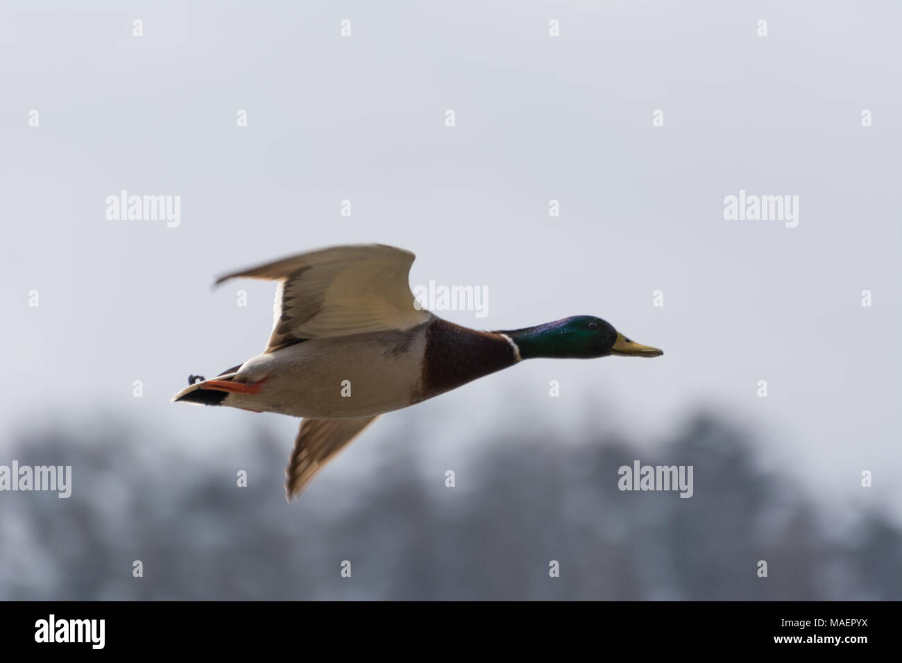 Mallard duck flying hi-res stock photography and images - Alamy