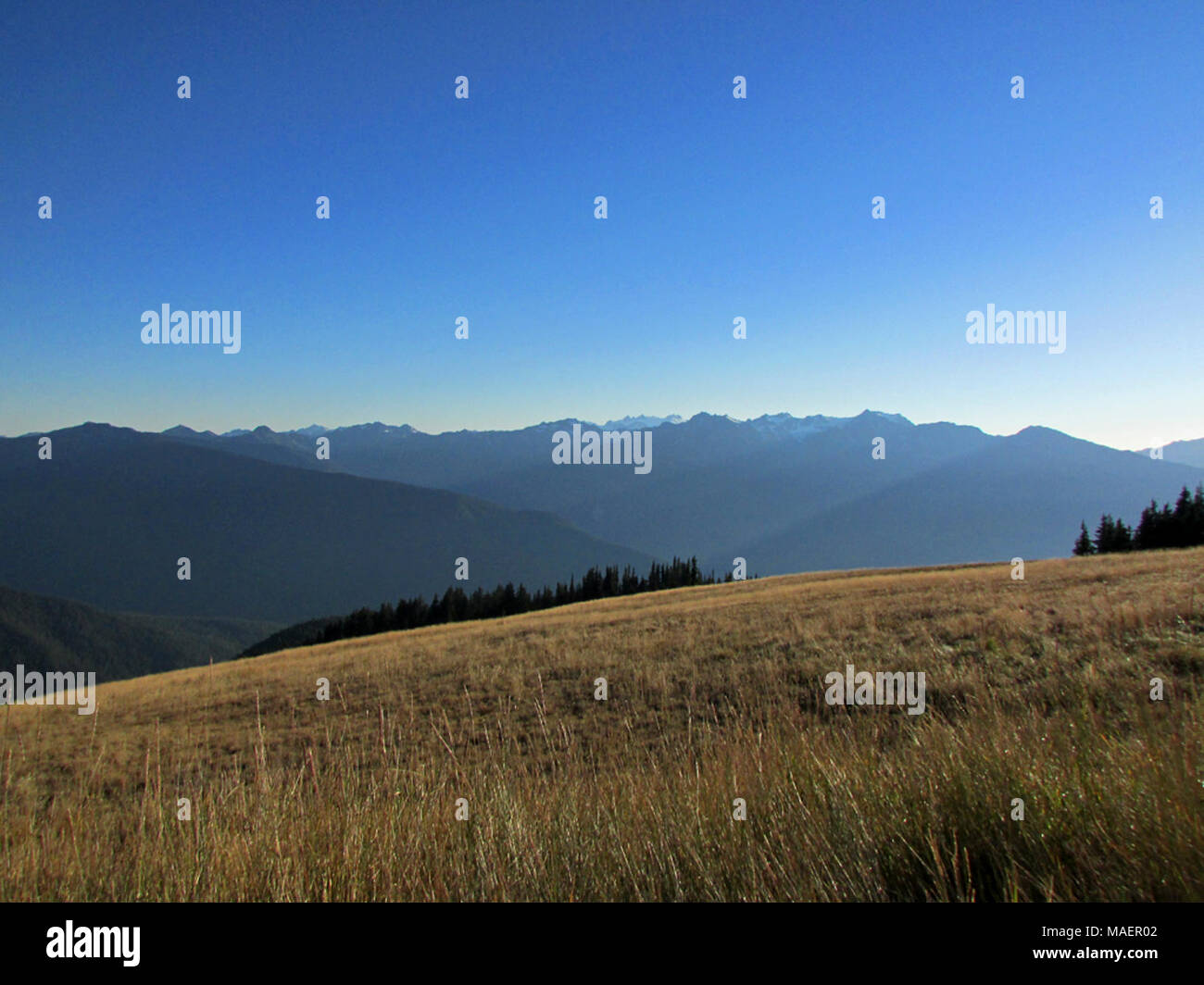 Hurricane Ridge at Olympic NP in WA Stock Photo - Alamy