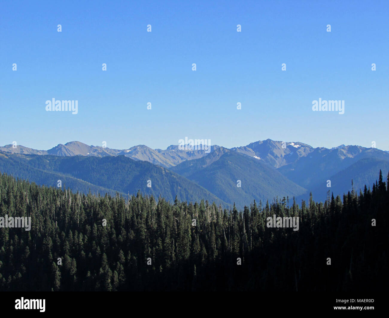 Hurricane Ridge at Olympic NP in WA Stock Photo - Alamy