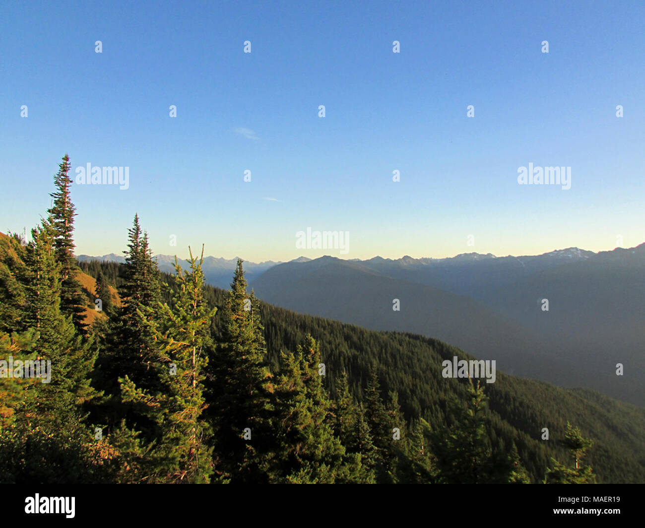 Hurricane Ridge at Olympic NP in WA Stock Photo - Alamy