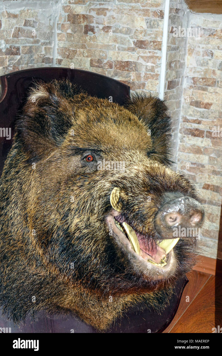 Wild boar tusks hi-res stock photography and images - Alamy