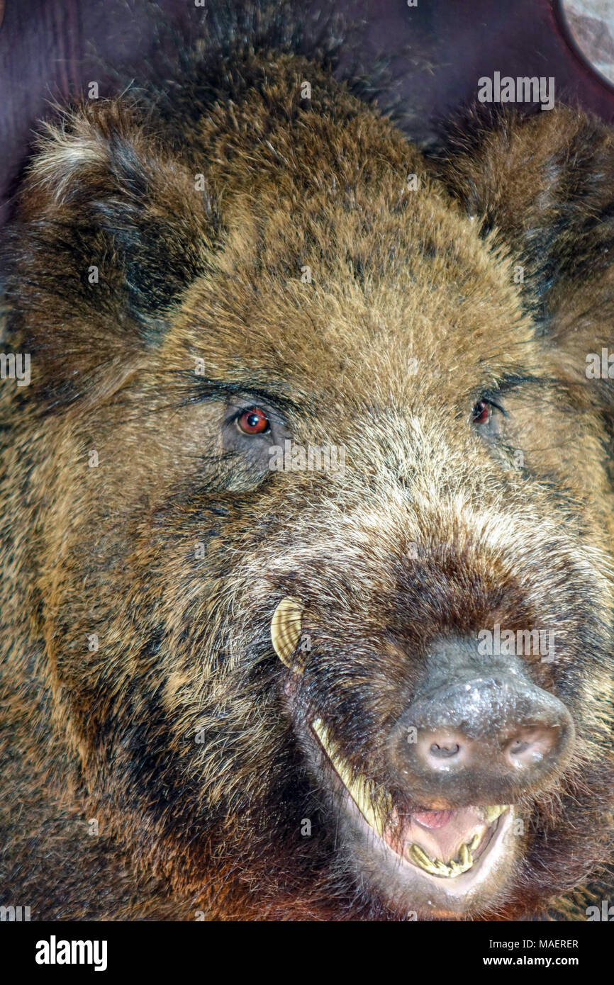 Wild Boar Head