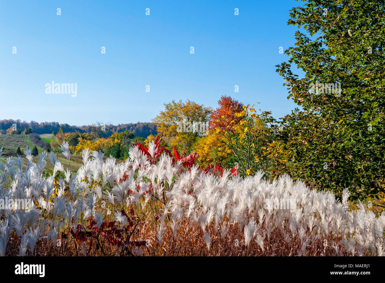 a field of pampas grass on a sunny fall afternoon Stock Photo - Alamy