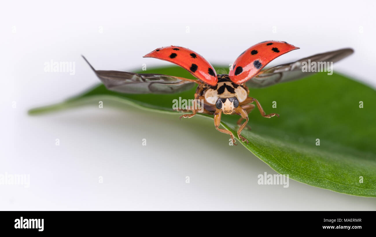 Ladybug leaf hi-res stock photography and images - Alamy