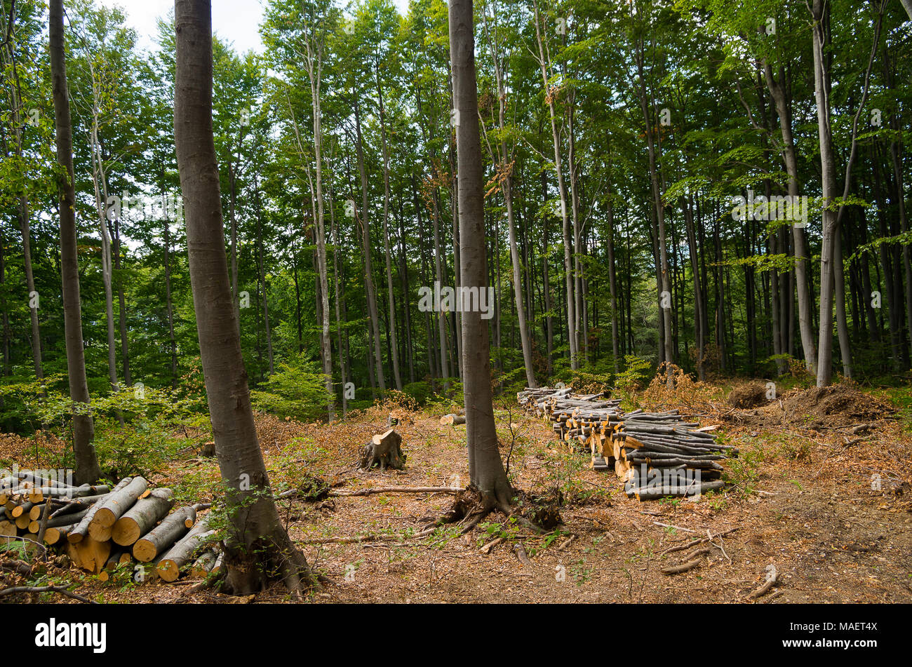 Tree felling concept deforestation hi-res stock photography and images ...