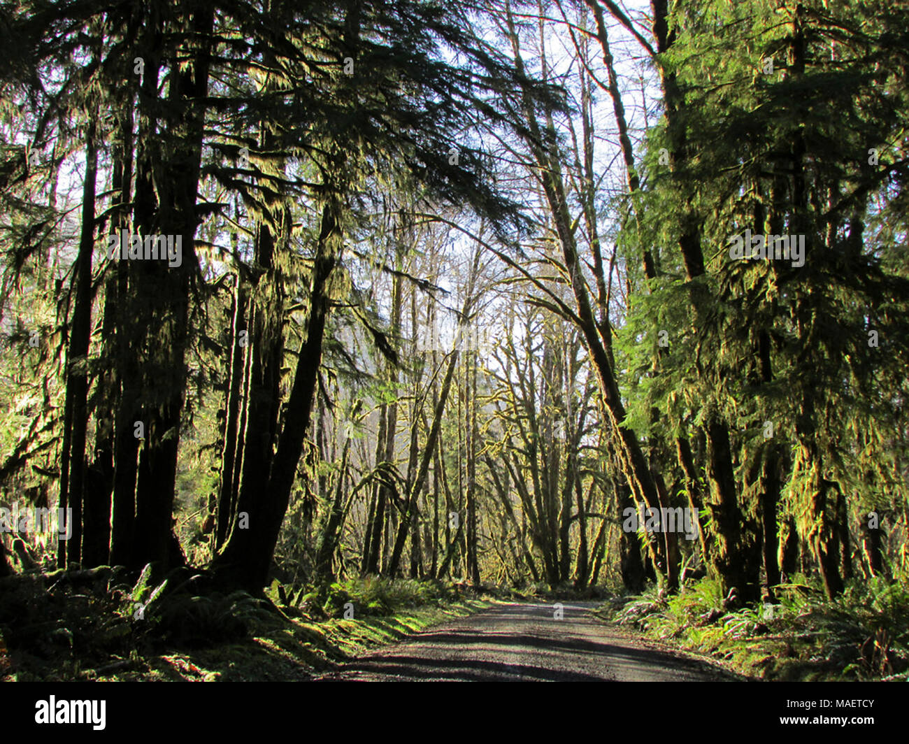 Quinault Rain Forest at Olympic NP in WA Stock Photo - Alamy
