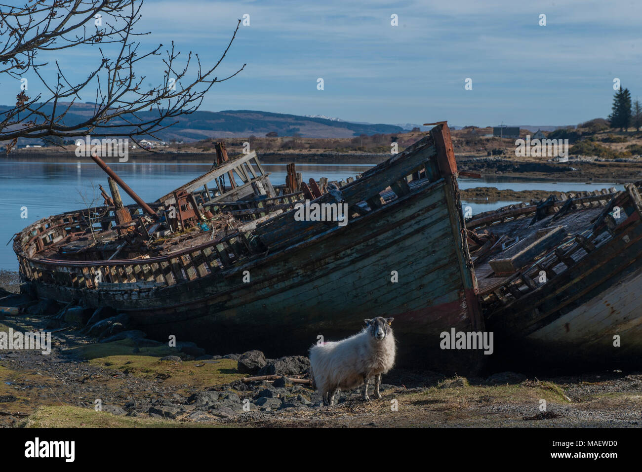 A sheep grazes in front of two abandoned fishing boats at Salen on the ...