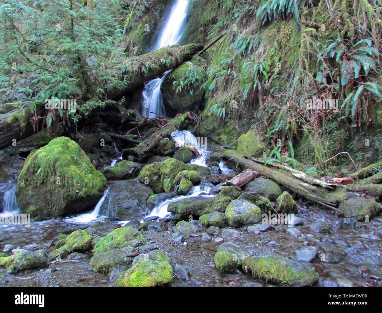 Waterfall at Quinault Rain Forest at Olympic NP in WA Stock Photo - Alamy